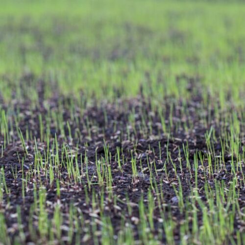 Differentiating Grasses in Iowa Lawns - ULTRALawn